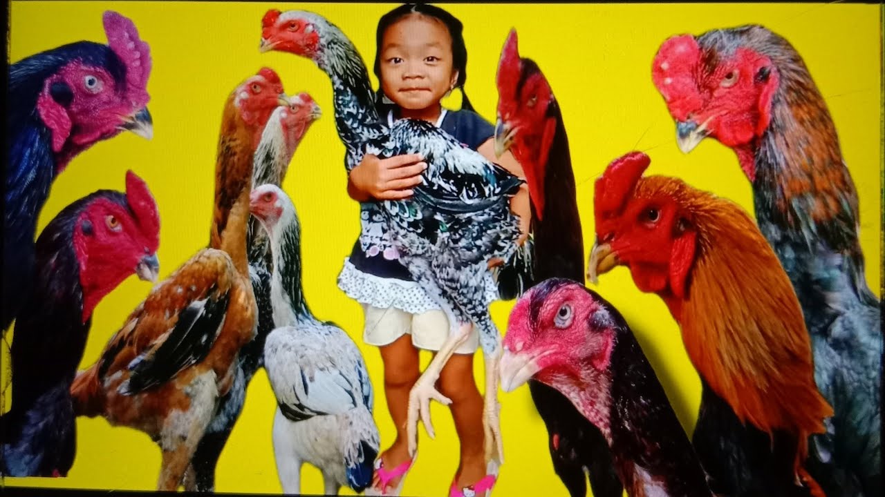 Top 20 Shamo Authentic line and Giant breed /the best selected shamo in ...