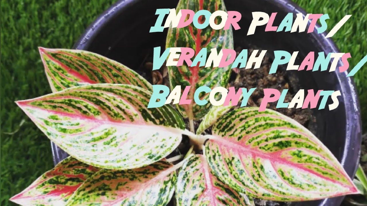 |indoor plants| balcony plants| veranda plants| - YouTube