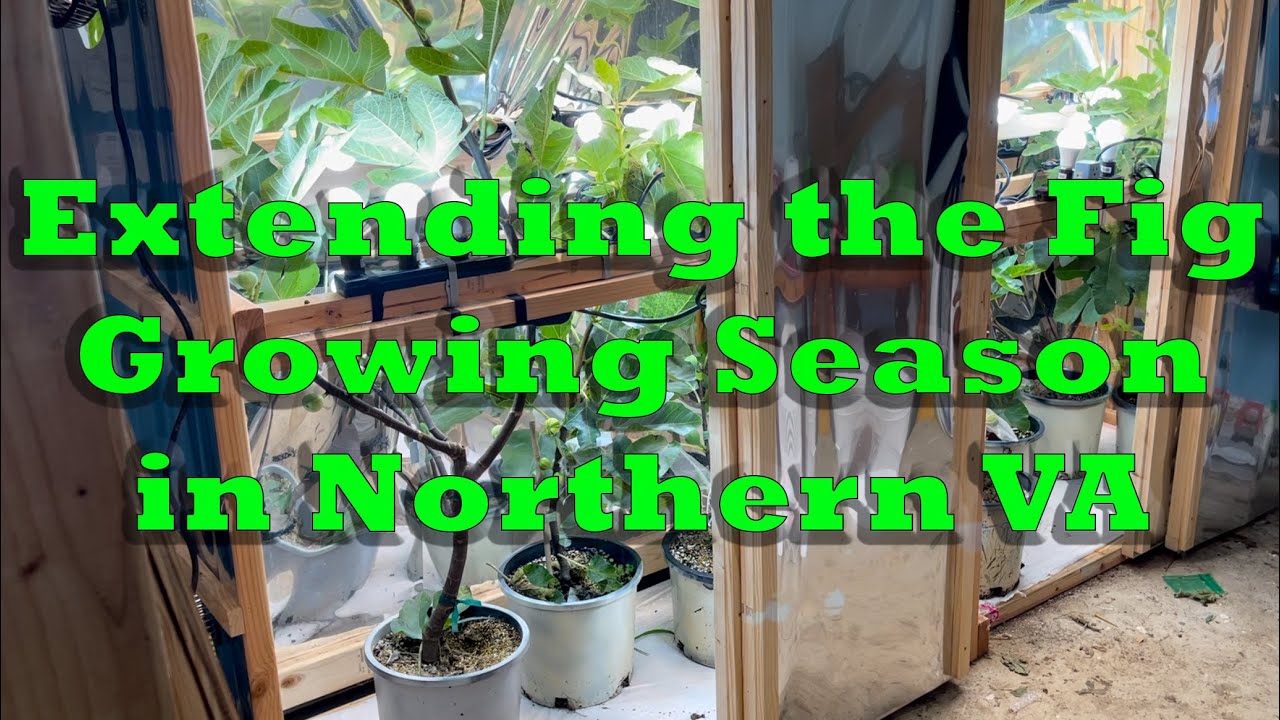Extending the Fig Growing Season in Northern Virginia - YouTube