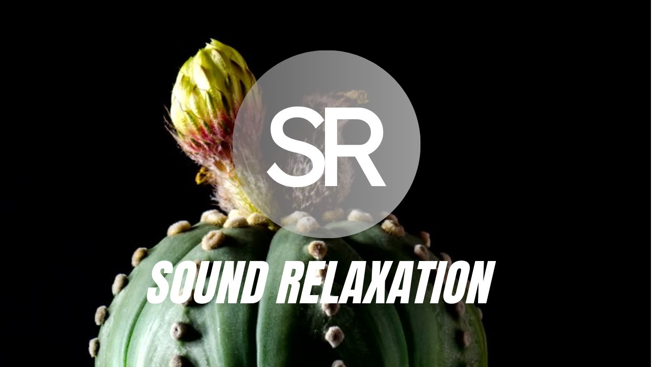 Zen Cacti Blooms ASMR 🌵🌸 | Serene Meditation Sounds | Relaxing Cactus ...