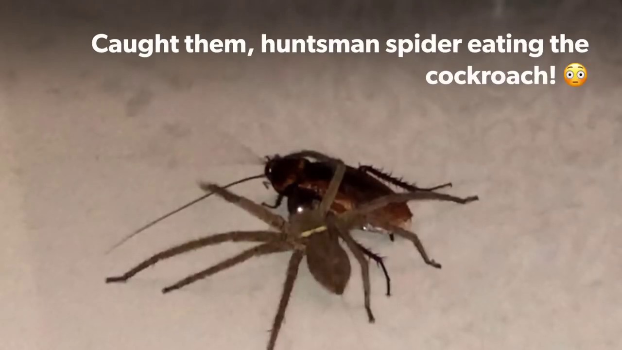 I caught the spider and cockroach 🤭 - YouTube