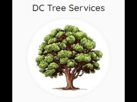 DC Tree Services / Professional Ball Moss Removal Services In Del Valle ...