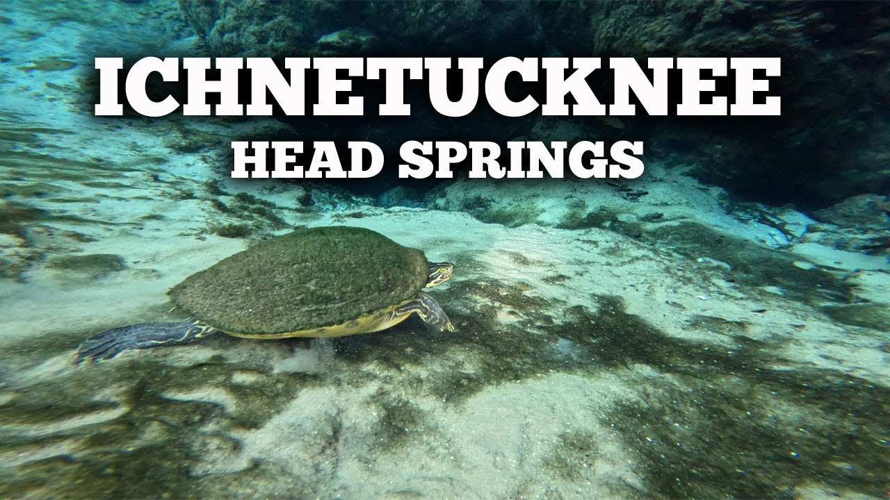 Scratching the Ich! Quick tour of Ichnetucknee Head Springs - YouTube