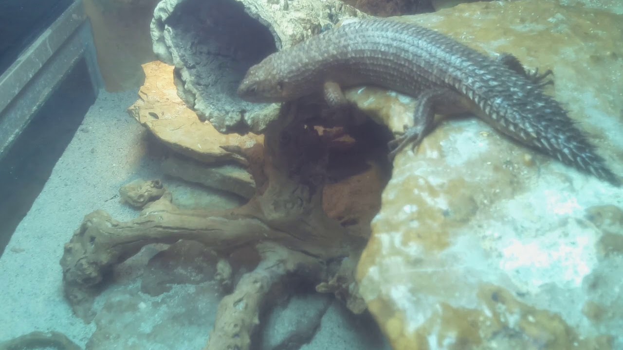 Western Spiny-tailed Skink (2017-11-13) - YouTube