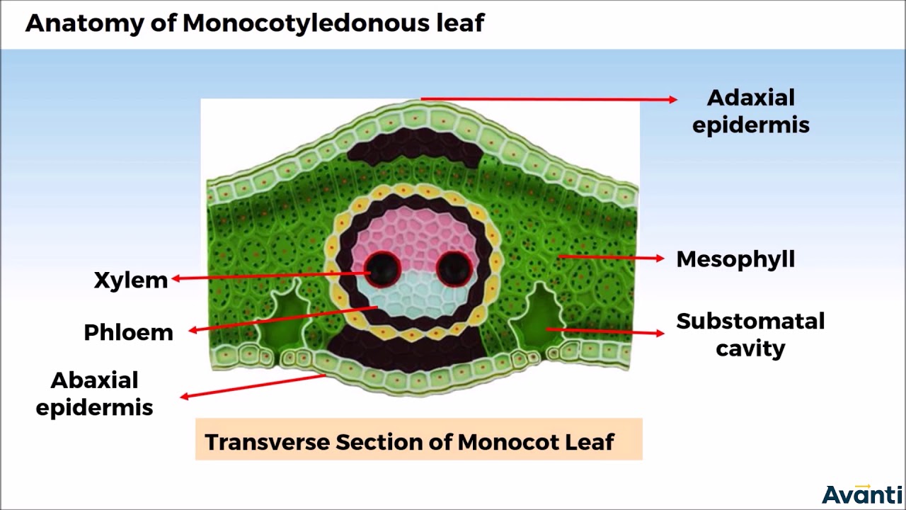 12. 11B06.3 CV6 Anatomy of Monocotyledonous Leaf - YouTube