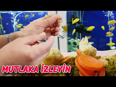 BALIKLAR SEBZE YER Mİ, HANGİ BALIKLAR SEBZE YER, akvaryum balık yemleri