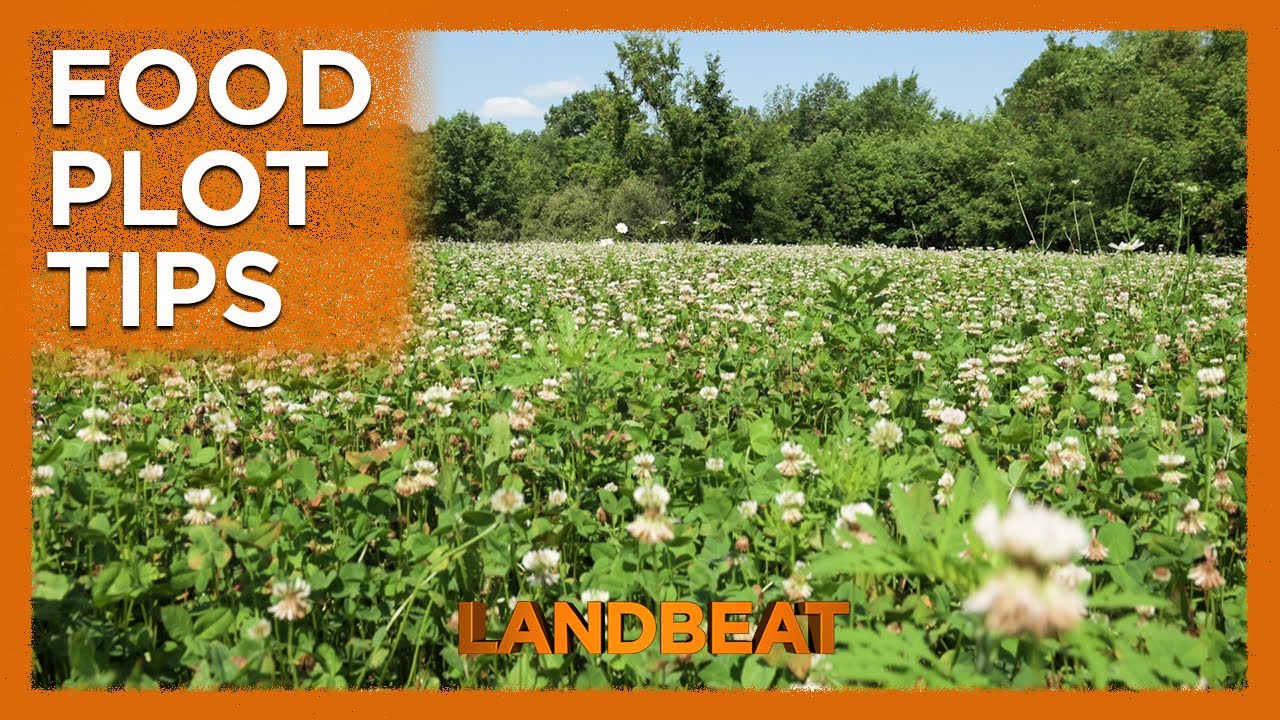 Food plot Tips | Kill Plot Setup - YouTube