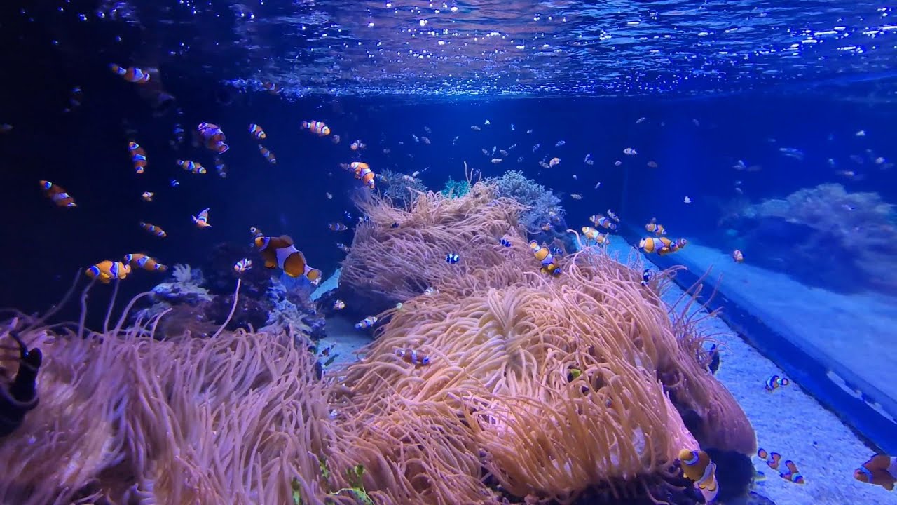 Sea Life London - August 2024 Part I - YouTube