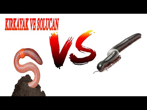 ZOTIK TV | Kırkayak ile Solucan | iki küçük hayvanın büyük dövüşü