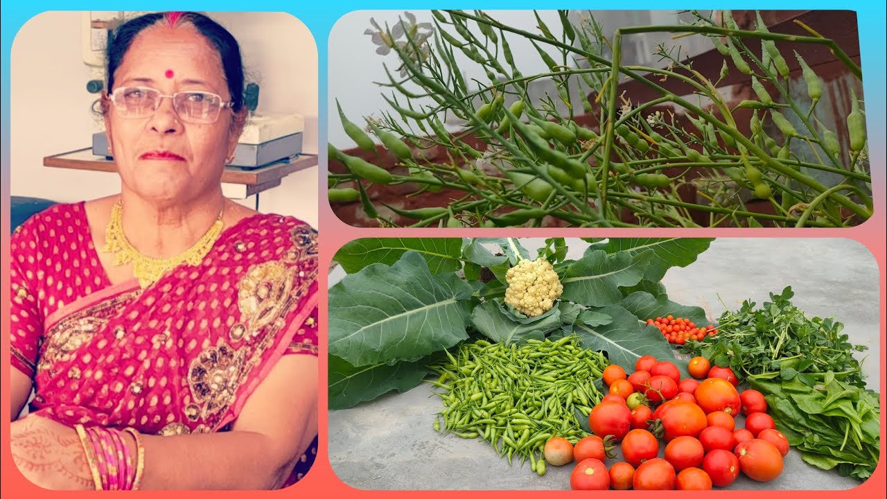 Bitter gourd Repotting/ tomato, spinach, cauliflower & mungre ...