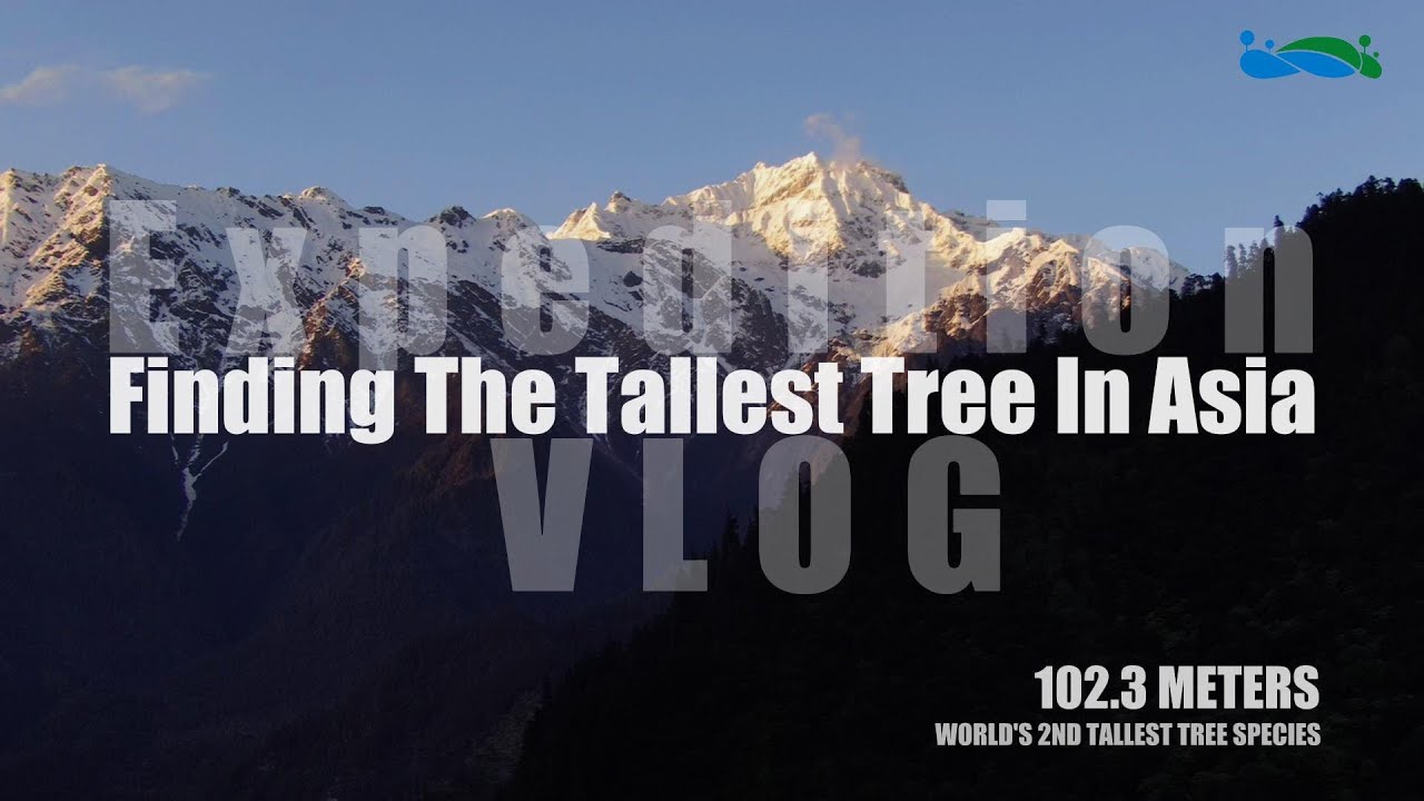 Finding the Tallest Tree in Asia - YouTube
