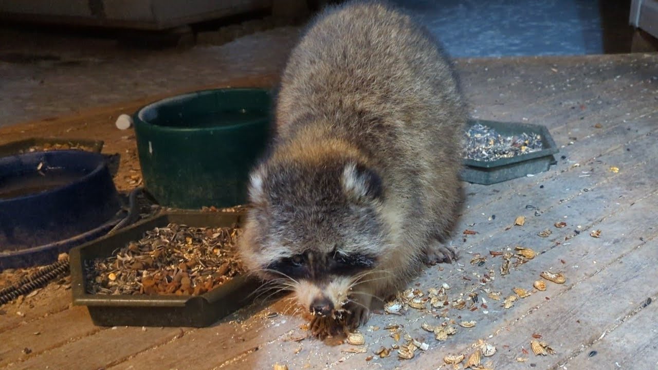 Wild Raccoon Visits For Lunch 😀 - YouTube