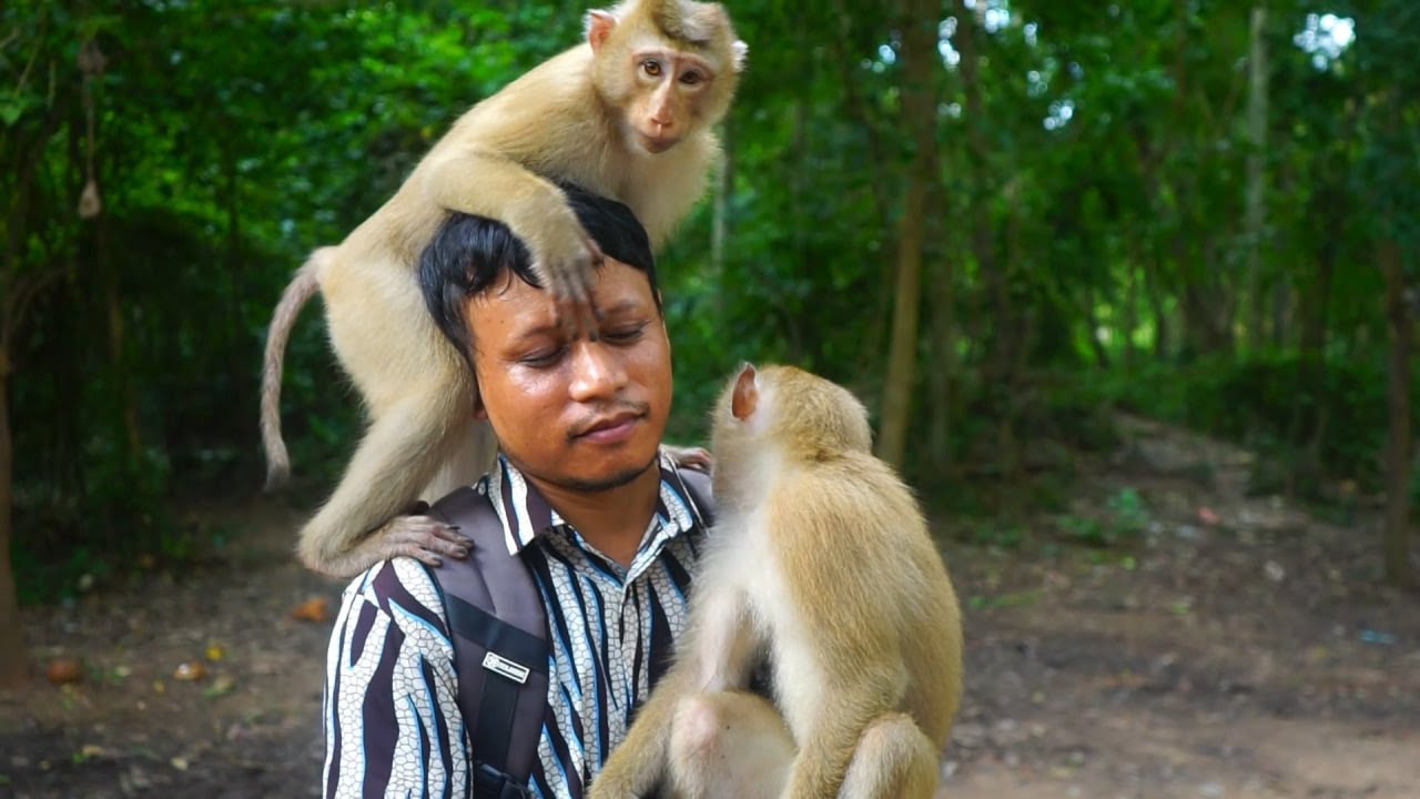 Amazing monkey Ricky and monkey Linda come to play with Mr Knar.🥰 - YouTube