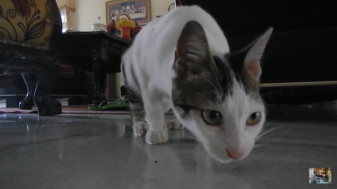 Milky Cat! - YouTube