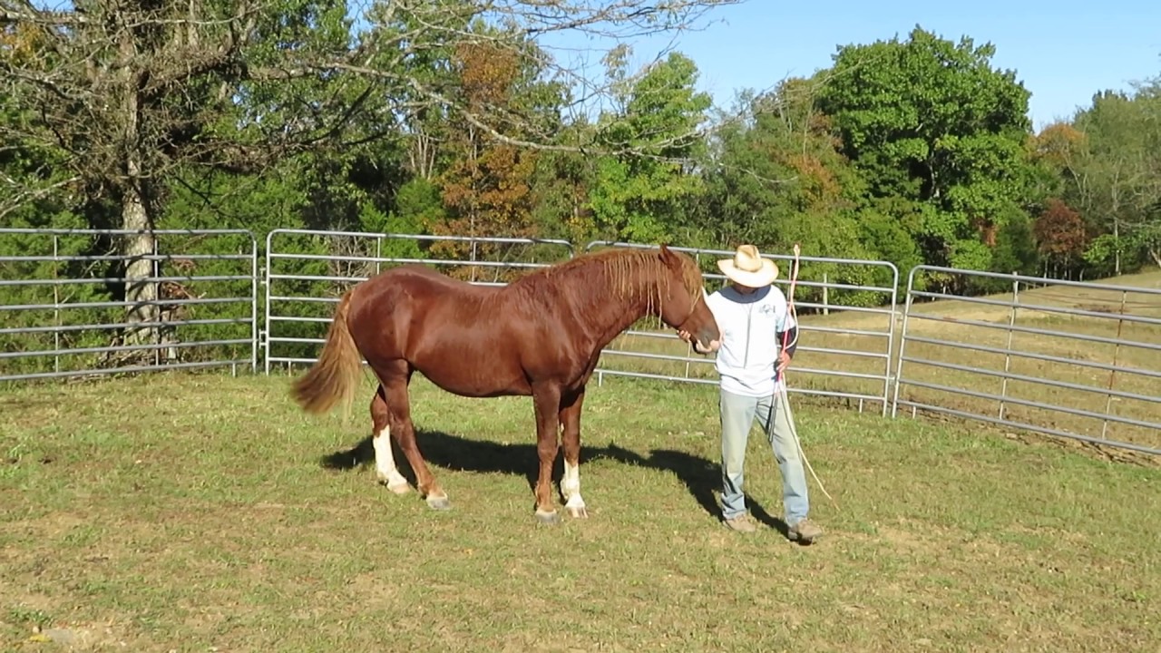Piya - BLM wild curly mustang stallion - training continues.... - YouTube