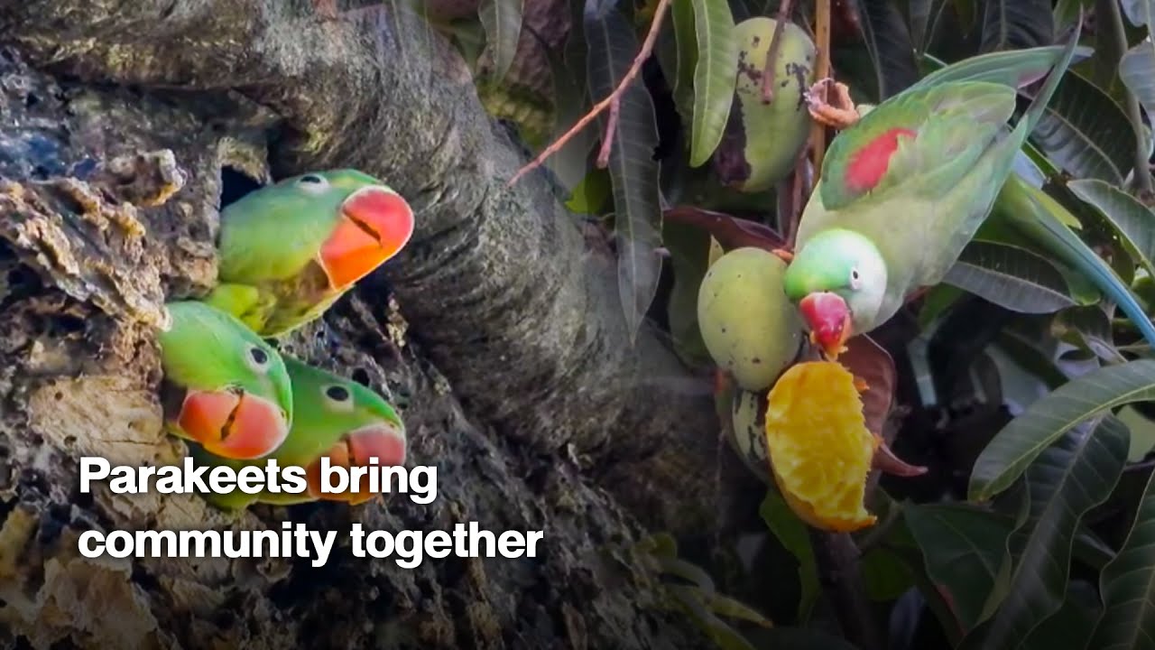Parakeets bring community together - YouTube