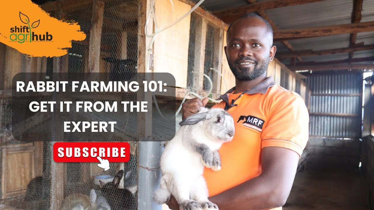 Part Two: Discover Rabbit Farming In a Way that You’ve Never Seen ...