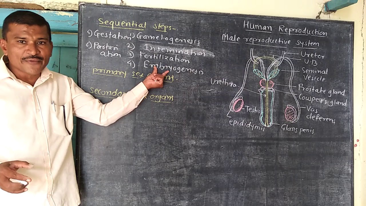 Male Reproductive system Part 1 - YouTube