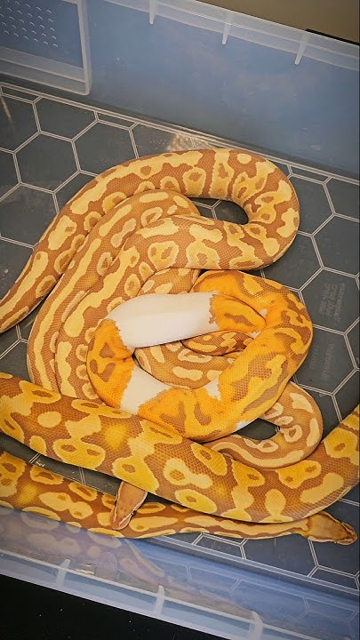 Ultramel Ball Pythons 🔥 #ballpythonmorph #ballpython #ultramel #pets # ...