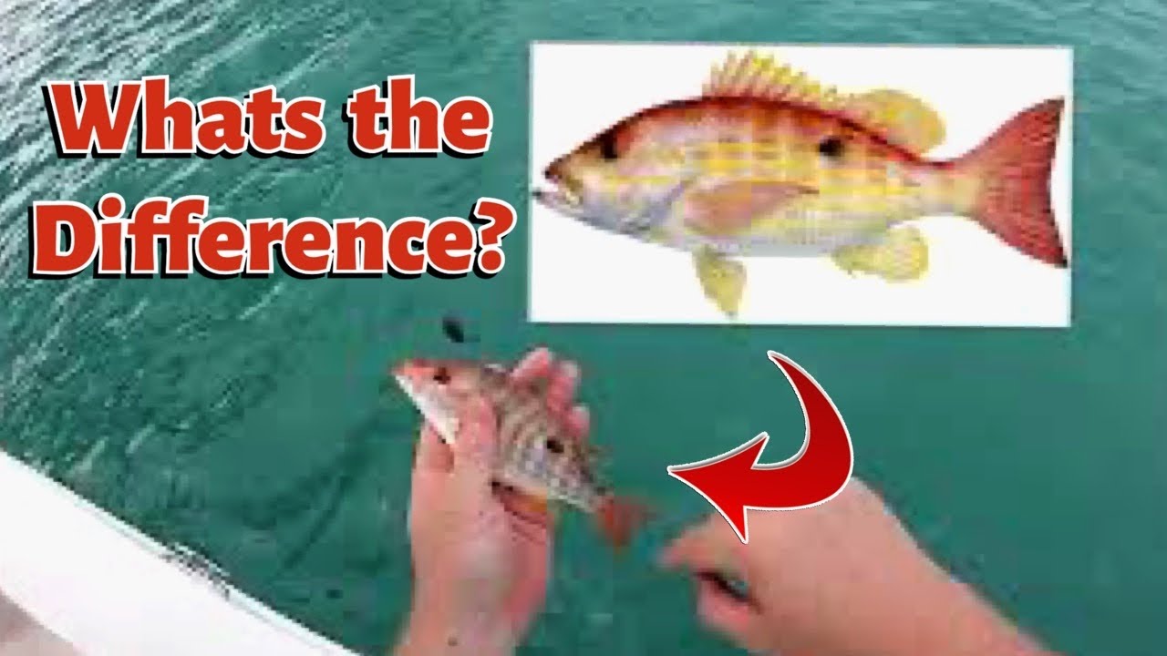 Lane or Mutton Snapper? …Sanibel Island Causeway! - YouTube