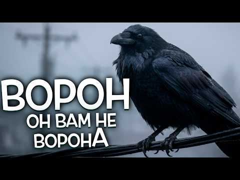 ВОРОН: птица, которая ПЛАНИРУЕТ будущее и МСТИТ обидчикам