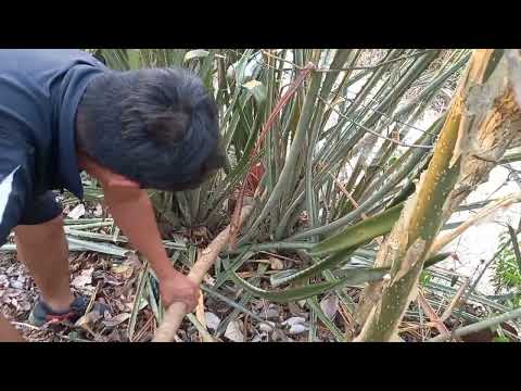 Así es como sacamos motates - YouTube