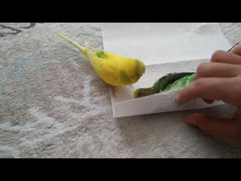 Muhabbet Kuşu Ölen Eşini Bırakmıyor