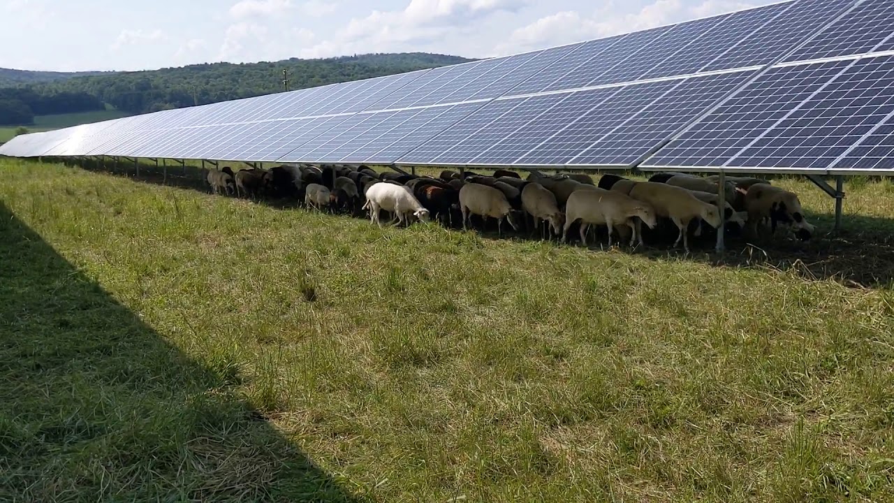 Sheep grazing under solar panels to hide from the sun - YouTube