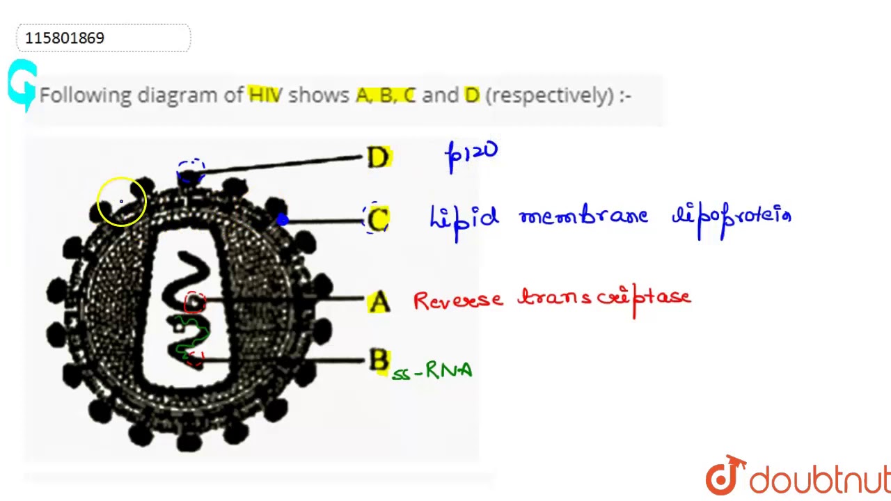 Following diagram of HIV shows A, B, C and D (respectively) :- - YouTube