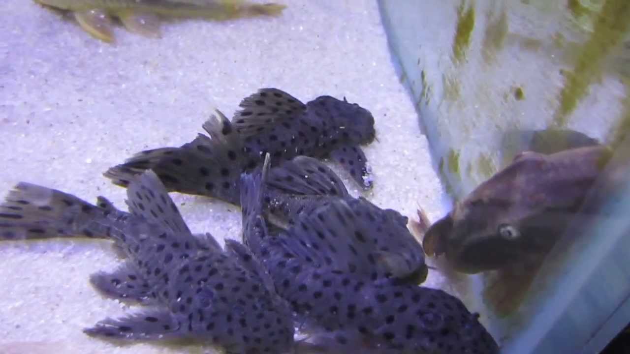 L264 Sultan Pleco Leporacanthicus joselimai @Fantasy Aquatic) - YouTube