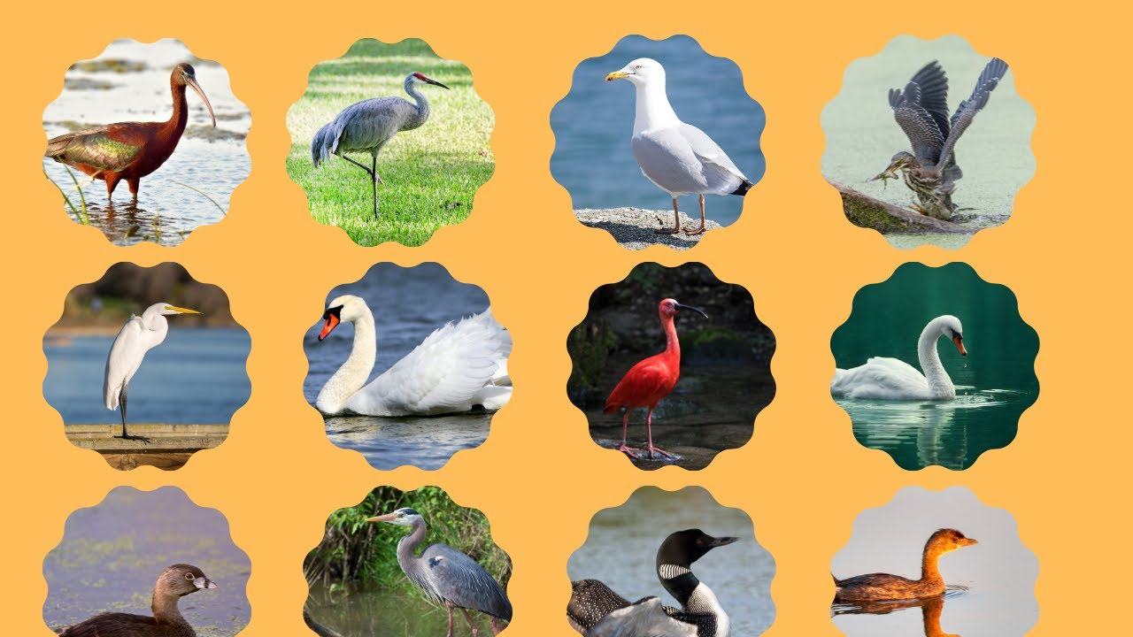 40 Water Birds Name in English|Beautiful Birds|aquatic birds|Water ...