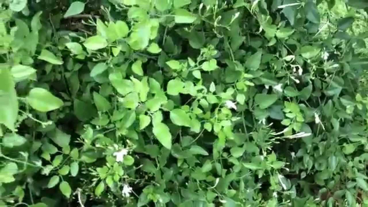 Jasminum species from India (Rama banam) - YouTube