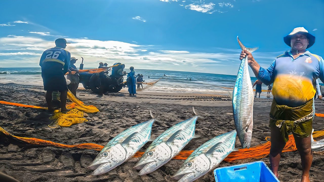 Fabulous! Catching Spanish Mackerel Fish In Seine Net Fishing ...
