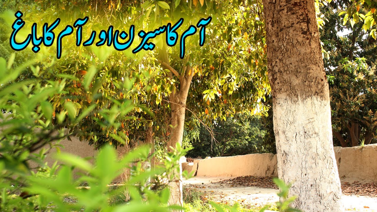 Natural Village Life In Pakistan | Mango Trees in Village | Mango Bagh ...