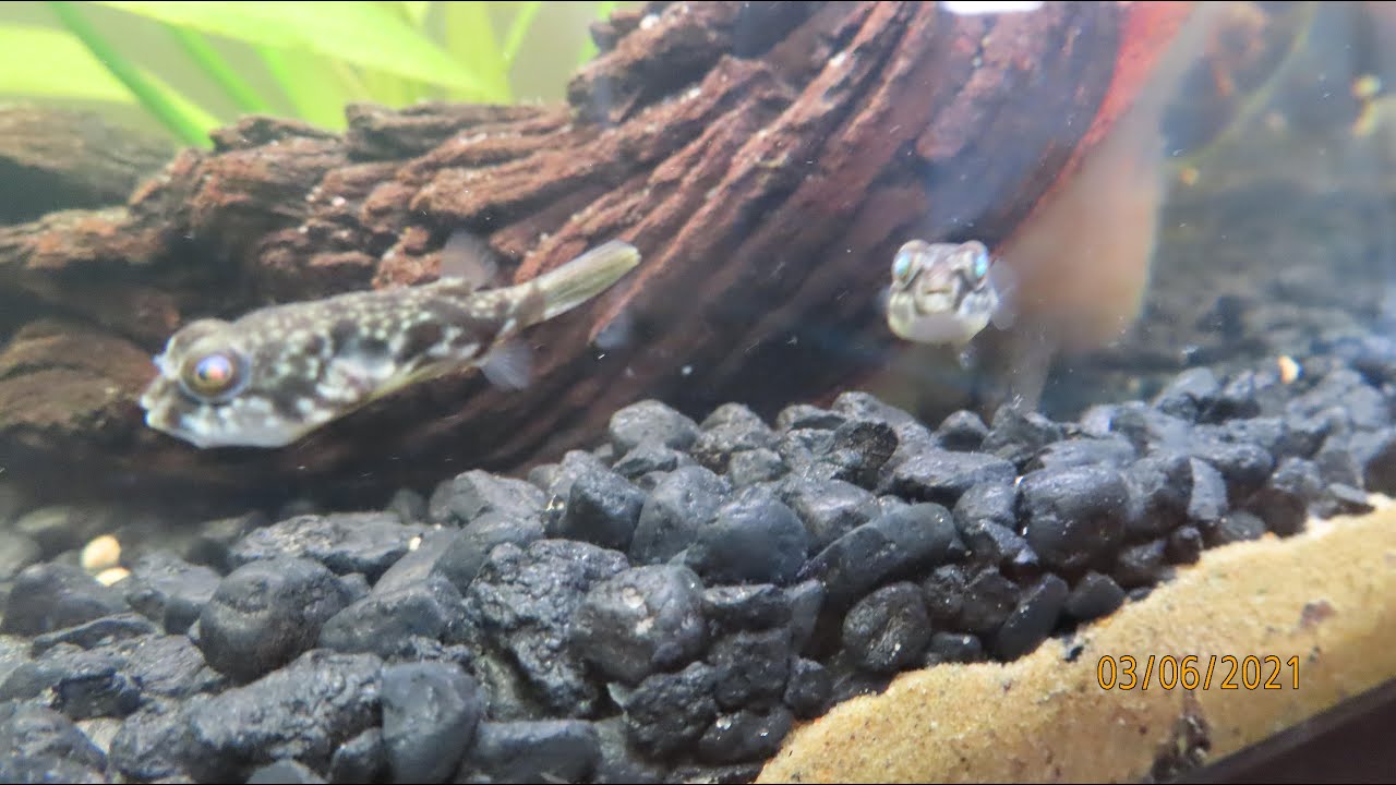 *MEET* Megatron & Starscream Amazon Fahaka Nile Puffer Fish in 4K!!!🐡🐡🐡 ...