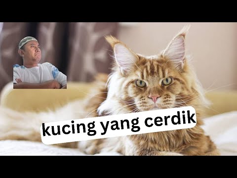 kucing yang suka jelir lidah - YouTube
