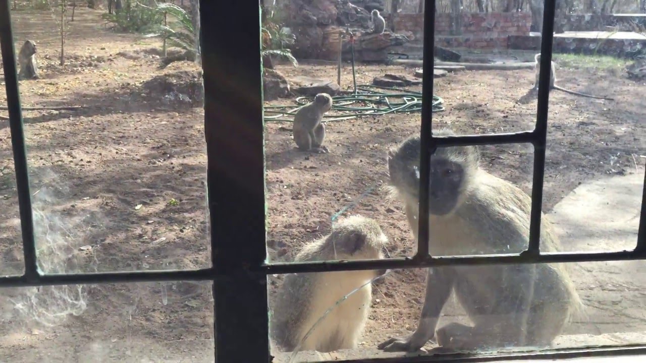 wake up with monkeys - YouTube