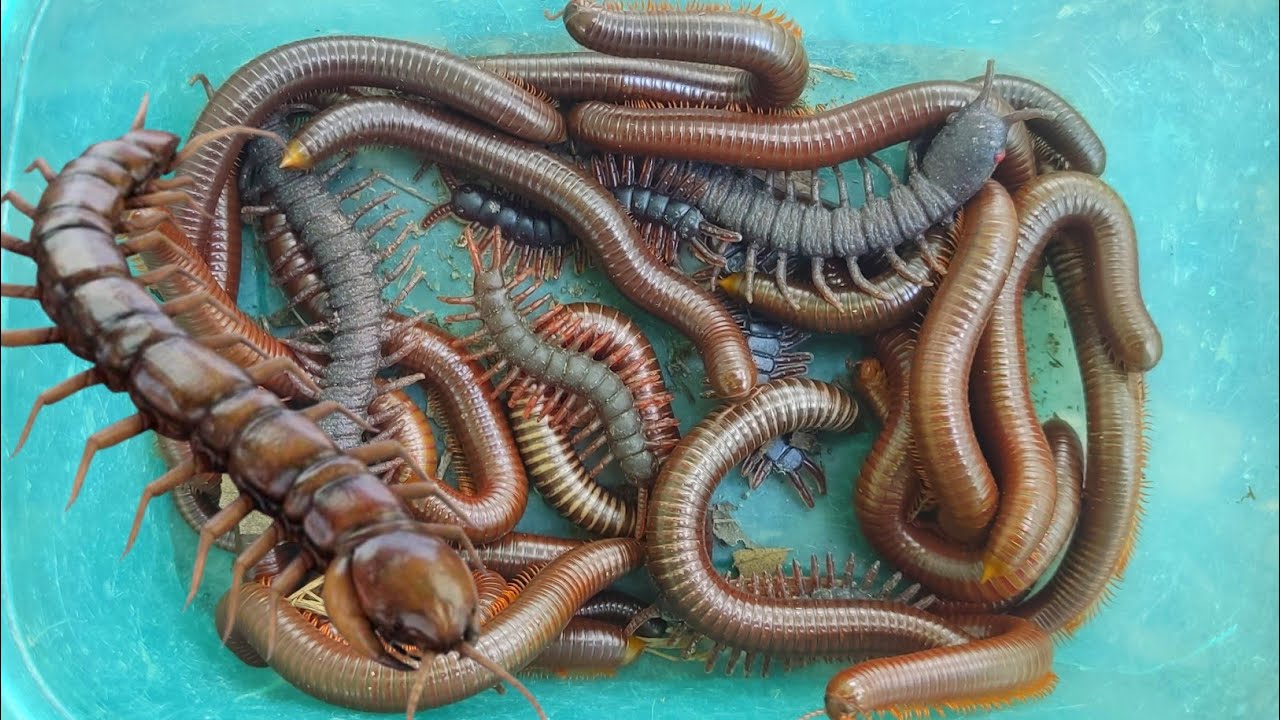 Menemukan Bekicot Pelangi, Kerang Laut, Kerang,Kelomang,kaki Seribu ...
