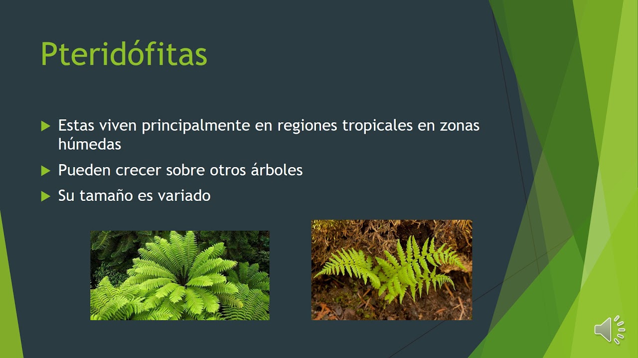 Qual A Diferença Entre Briófitas E Pteridófitas - RETOEDU