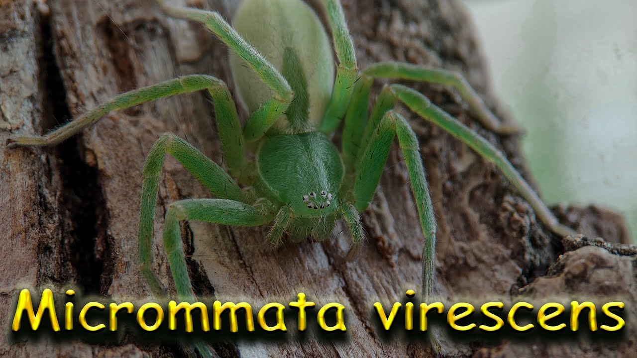 Микромата зеленоватая (Micrommata virescens) описание паука - YouTube