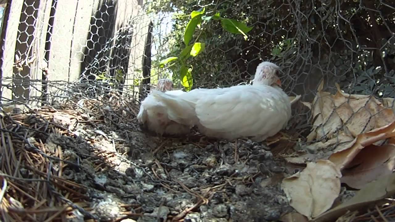 13 day old Albino (Mutation) Ringneck doves - YouTube