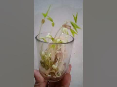 Seed Growing into plant. (1) - YouTube