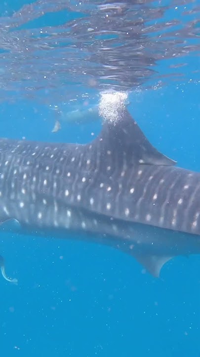 🇵🇭Whale Shark Close Encounter in Oslob, Cebu | セブ島オスロブでジンベエザメに大接近！ - YouTube