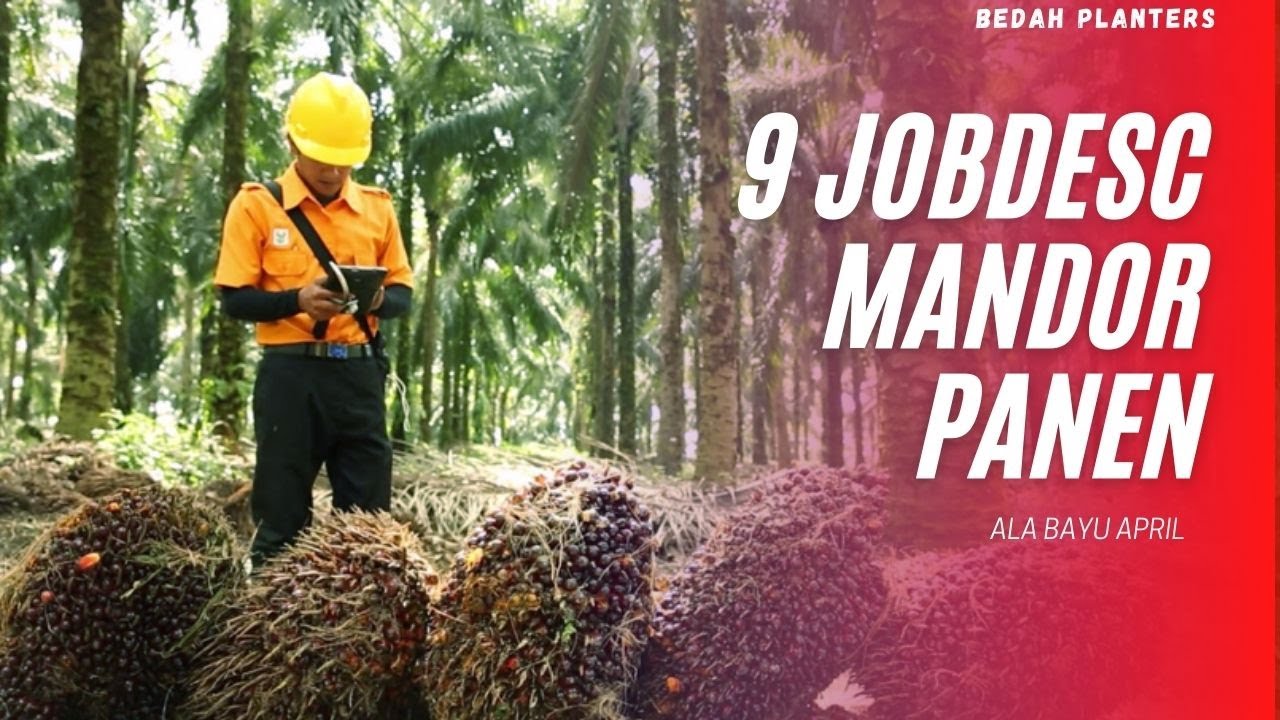 Tugas dan Tanggung Jawab seorang Mandor Panen - YouTube