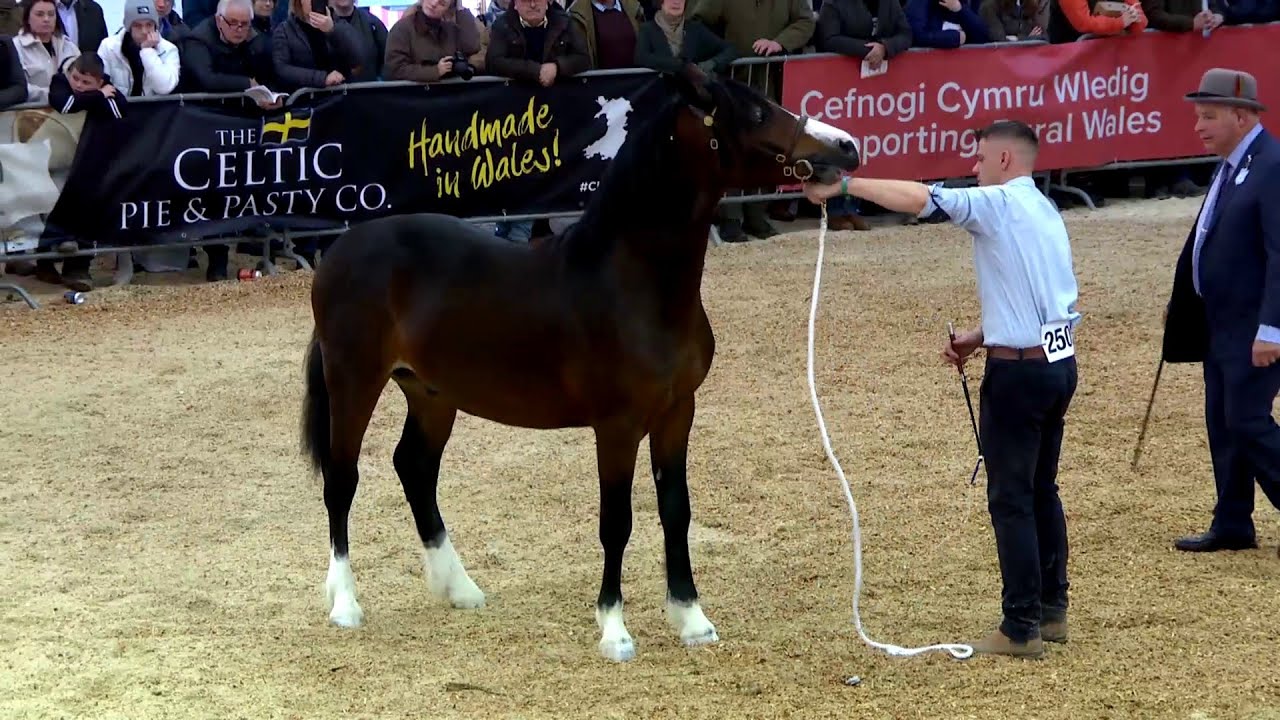Cobiau Cymreig - Ebolion Blwydd | Welsh Cobs - Yearling Colt - YouTube