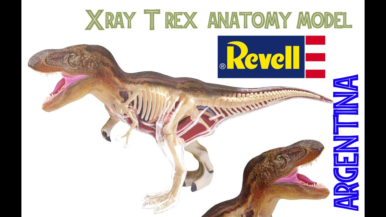 T-rex Anatomy Model ~ X-ray Revell (4D Vision) - YouTube