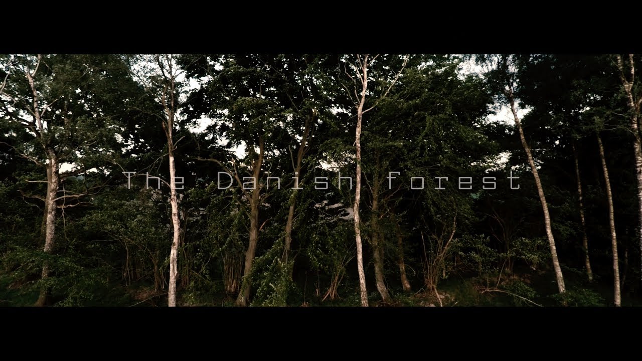 The Danish forest - YouTube