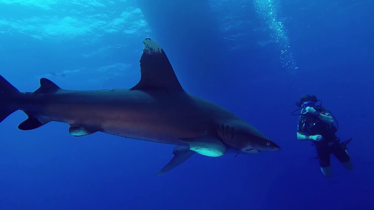 Red Sea Egypt Diving (October 2018) - YouTube