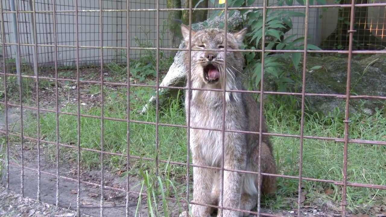 Big Cat Talk Roar Purr Meow YouTube big-cat-talk-roar-purr-meow-youtube