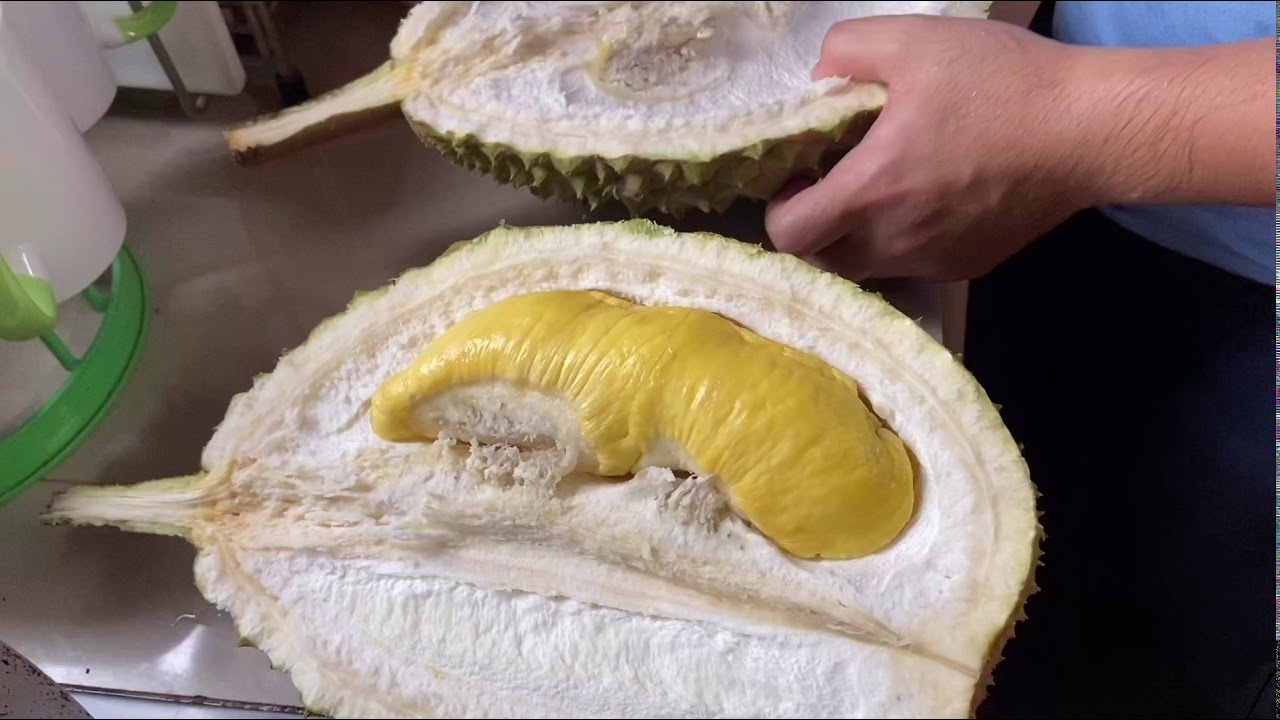 Makan Musang King dengan Pulut Santan Padu 🔥 - YouTube
